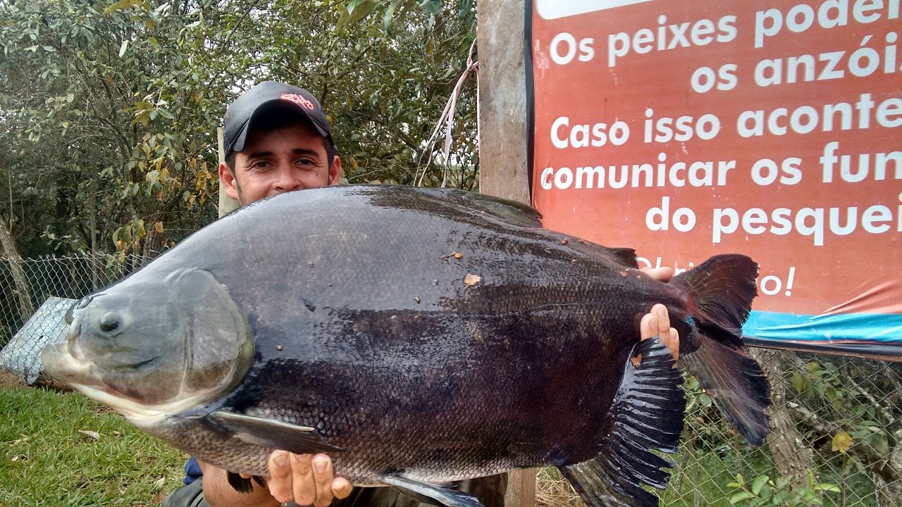 Tambacu de 19,800 kg no ultralight Amental Fishing - YouTube