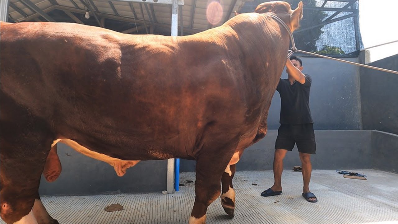 Sapi Lemu Super Jumbo ngamunk keluar kandang - YouTube