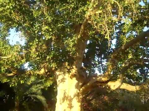 Sycamore Tree "Zacchaeus" in Jericho, Israel - YouTube