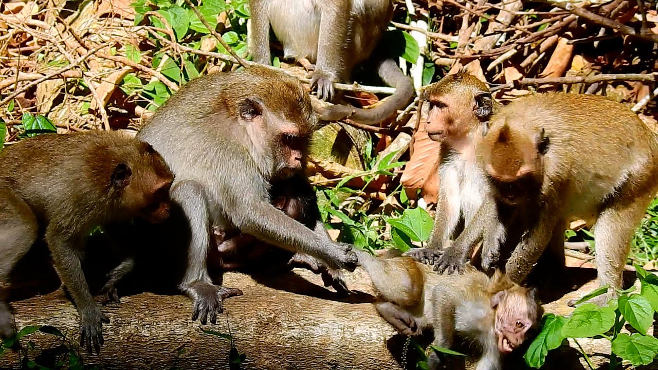 little monkey crying loudly - YouTube