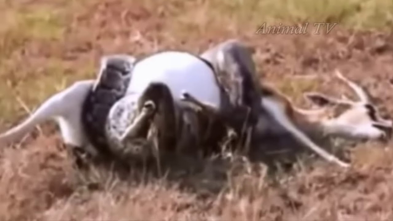 Animal plants best attack snack - YouTube