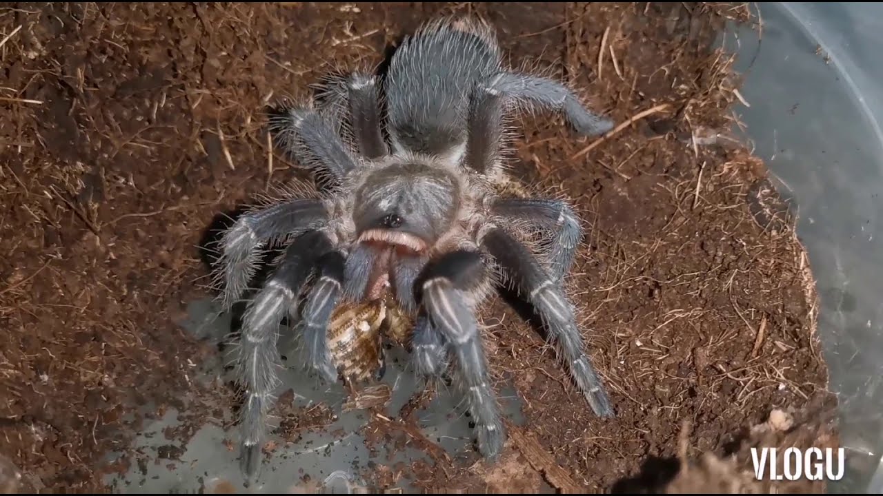 Feeding Aphonopelma seemanni (Costa Rican Zebra Tarantula) with Dubia ...