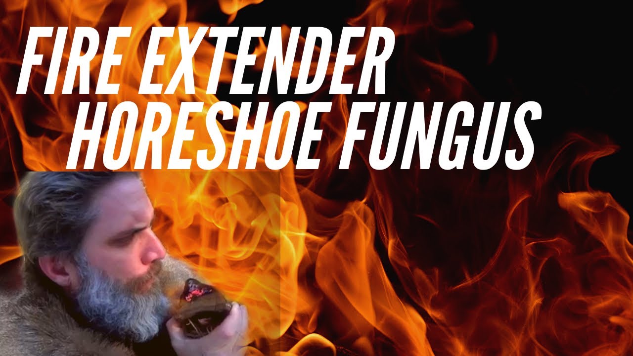Best Fire Extender - Horseshoe Fungus or Tinder Fungus - YouTube