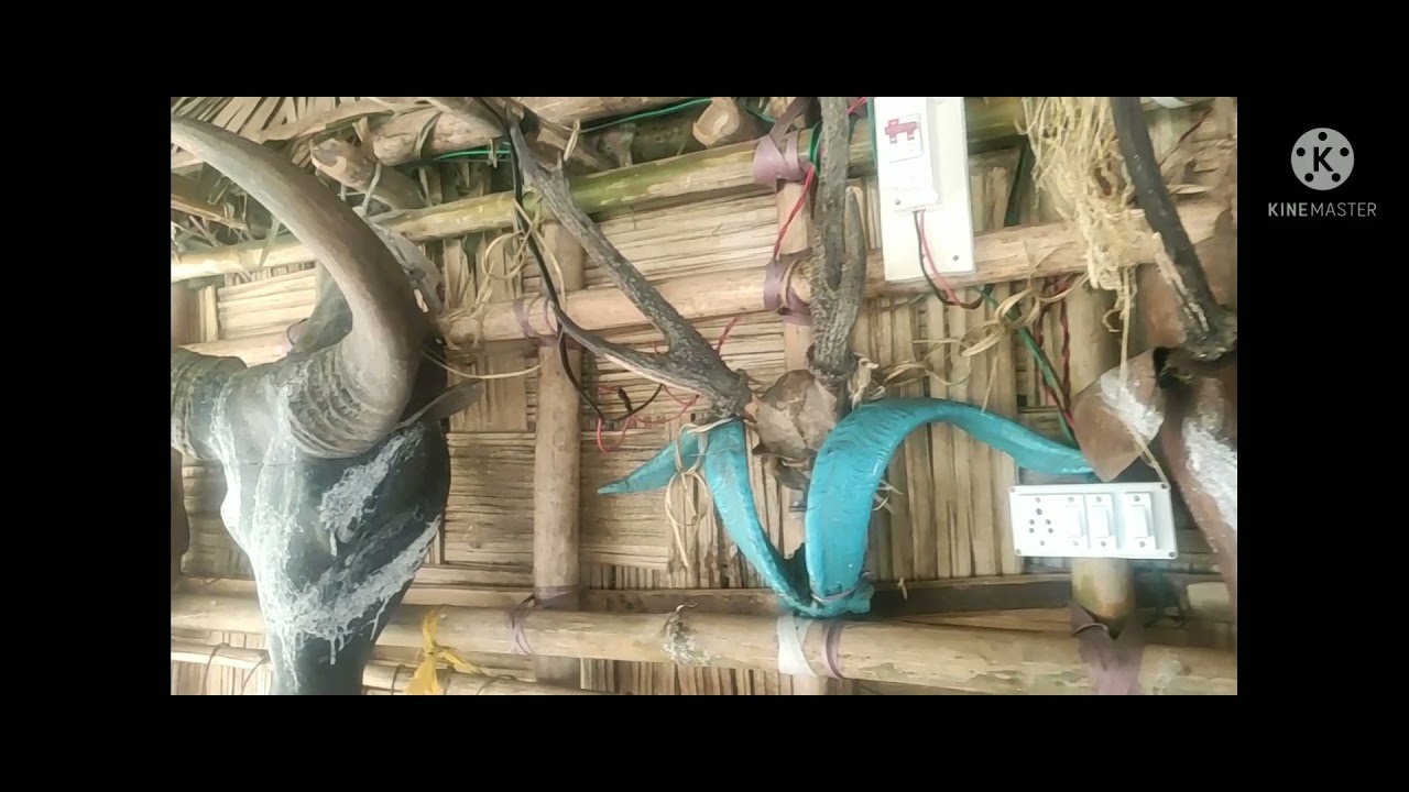 Old age people of Nyishi tribe were decorated the Mithun skull on local ...