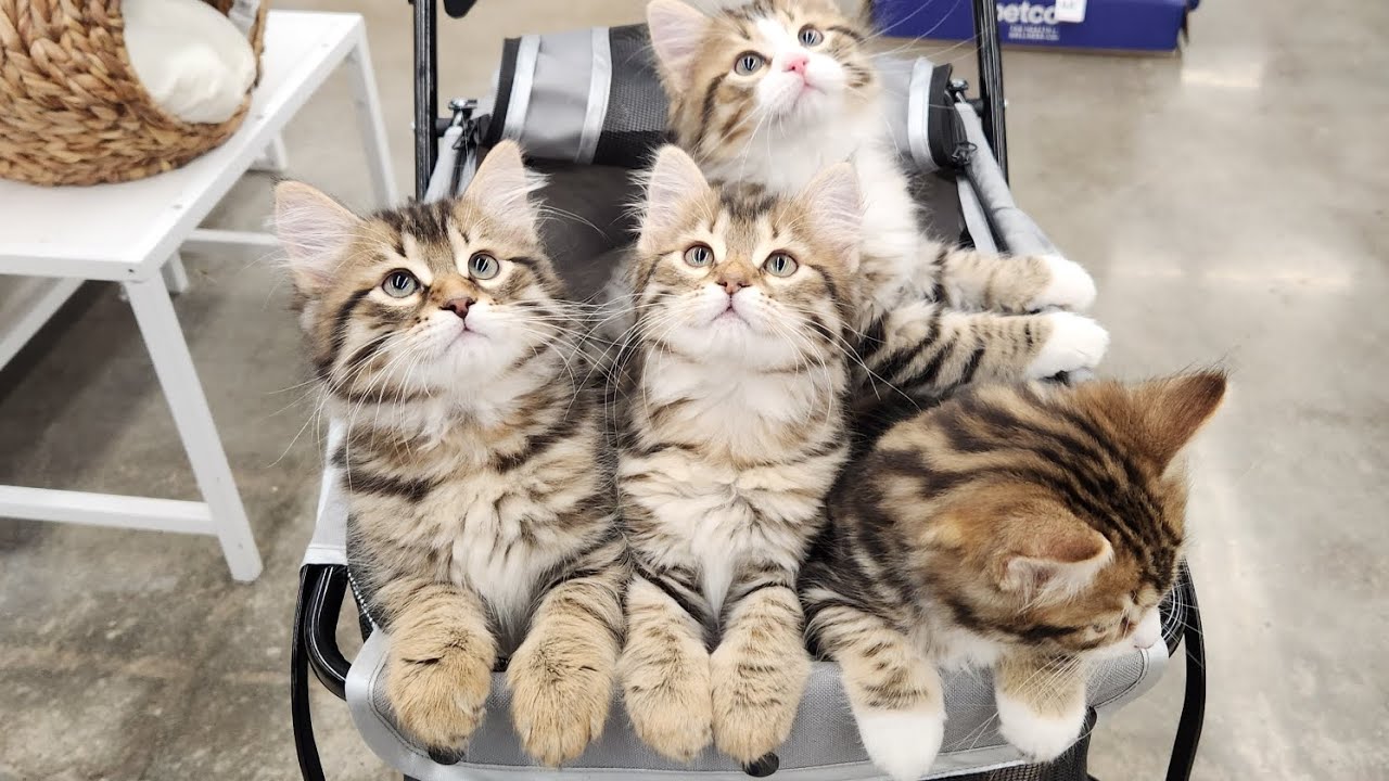 Early cat show training - YouTube