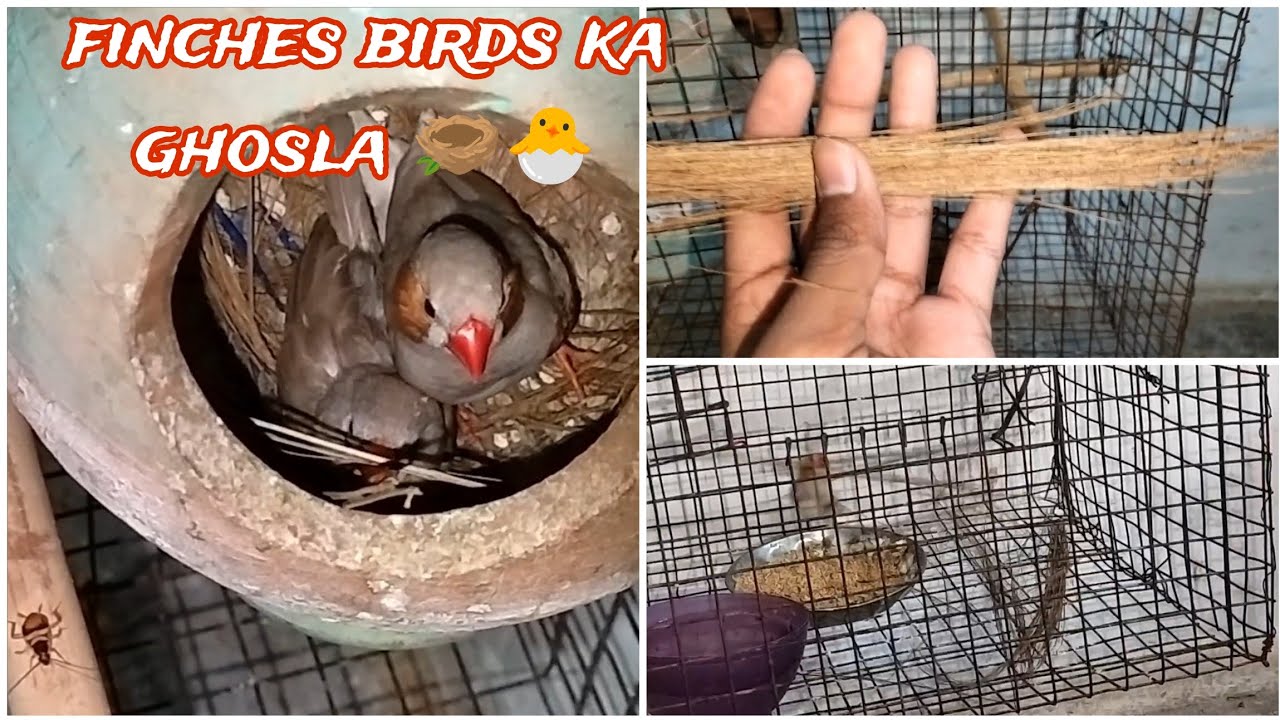 finches birds ka ghosla 🪹🐣 - YouTube