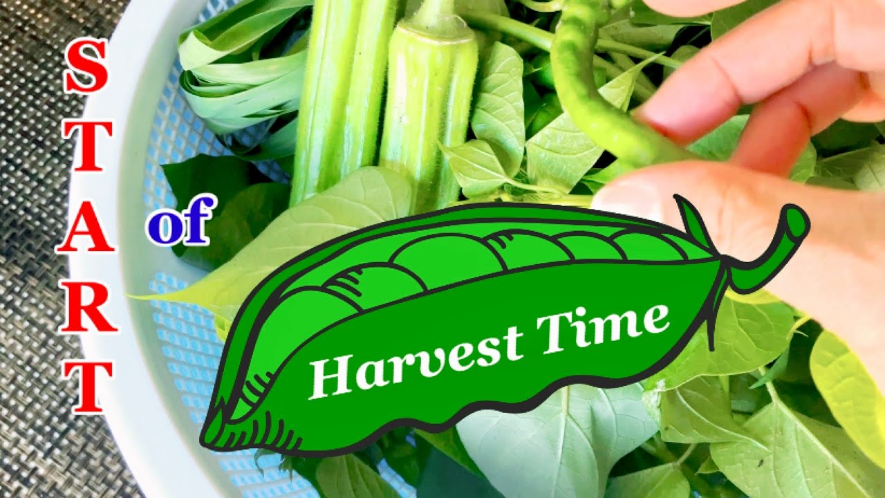 Start of Harvest Time | Music to our ears - YouTube