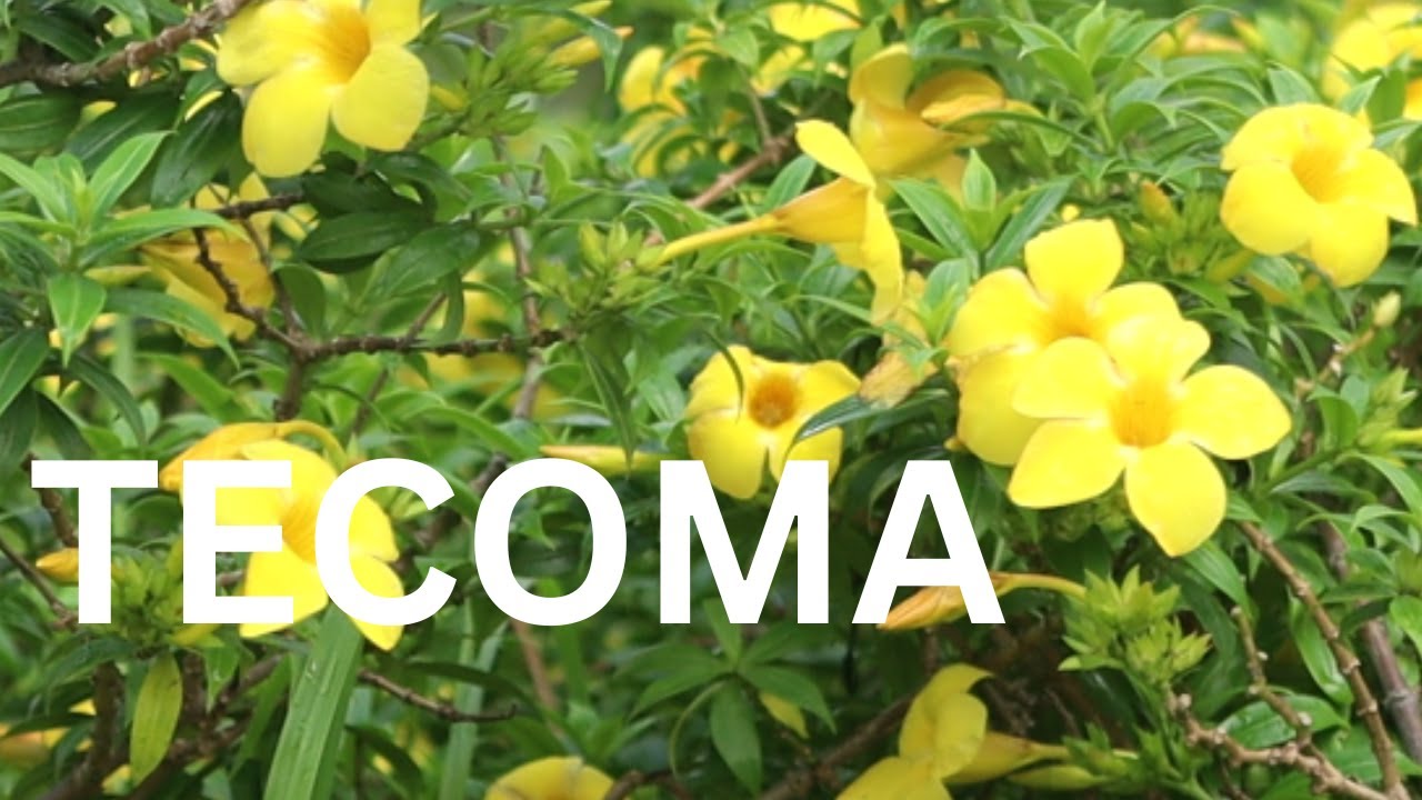 Tecoma: Bursting with Color, Nature's Trumpet of Joy in Your Garden ...