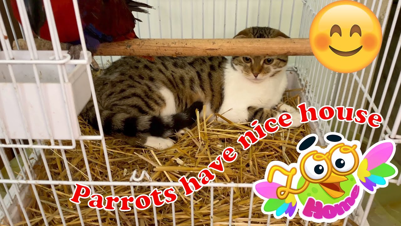 I'm not a parrot, I just went to visit them. - YouTube