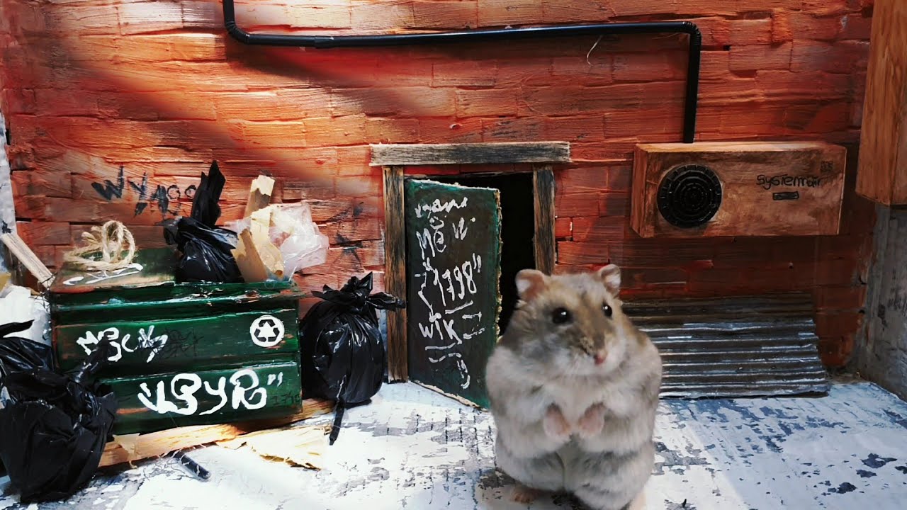 Hamster Escapes the Awesome Prison Maze for Pets in real life 🐹 in ...