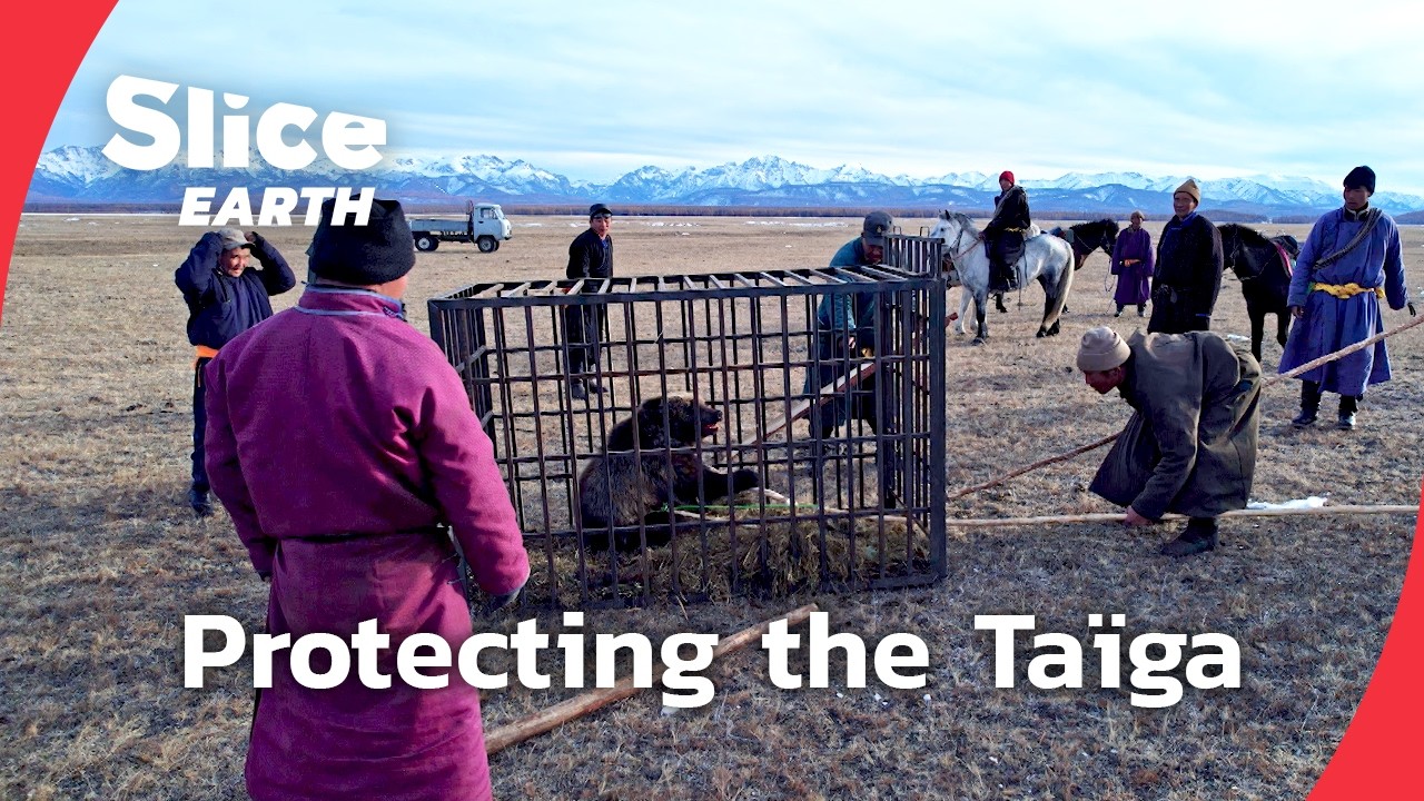 The Red Taïga mission: Preserving Mongolia’s wild heart | SLICE EARTH ...
