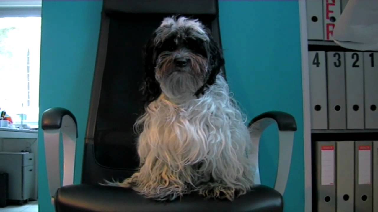 Ricky Represents - The Adventures of Ricky (first episode) - YouTube