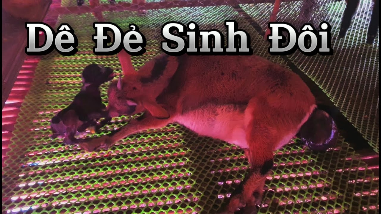 Khi Con Dê Đẻ Sinh Đôi Sẽ Như Thế Nào | OK Duy Dê - YouTube