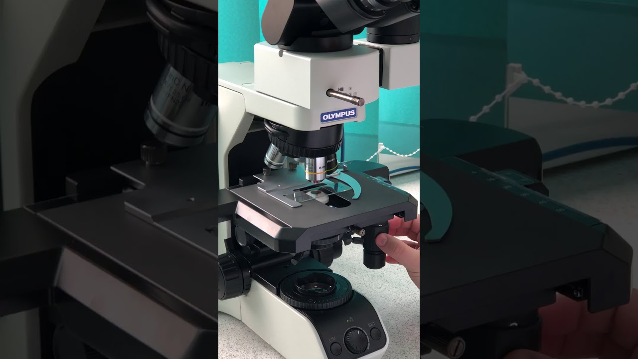 Using the Olympus BX43 microscope, equipped with Microvisioneer ...
