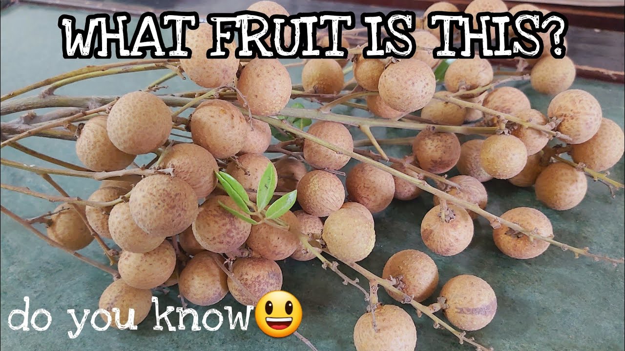 LONGAN FRUIT / LONGAN TREE/ TAIWAN FRUITS🇹🇼 - YouTube