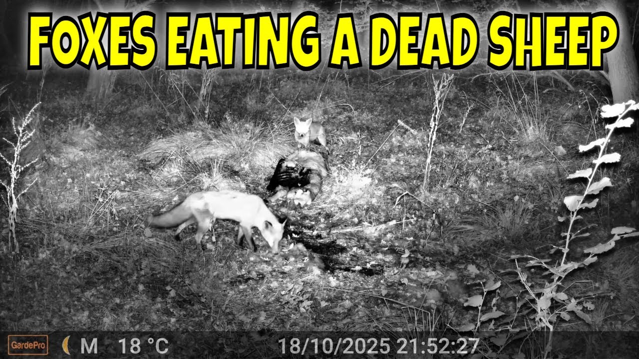FOXES COUGHT ON A TRAIL CAMERA EATING A DEAD SHEEP - YouTube