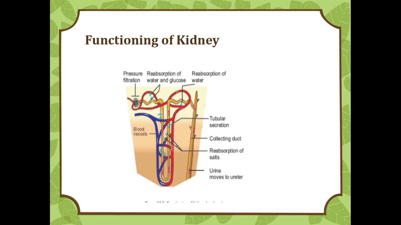 functioning of kidney and osmoregulatory function of kidney - YouTube