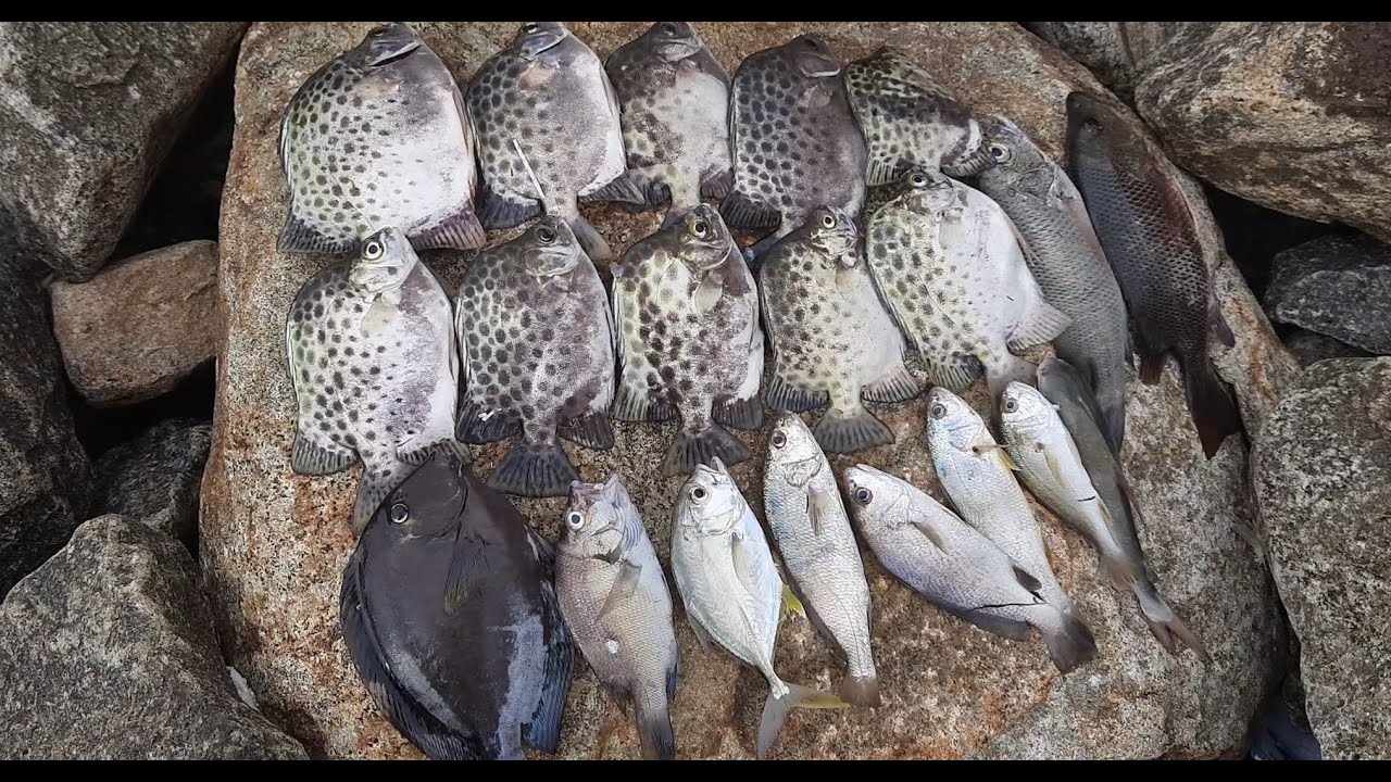 കടലിൽ പോയി കൈ ചൂണ്ട ഇട്ടാലോ ( cooking chemballi vs nachara) - YouTube