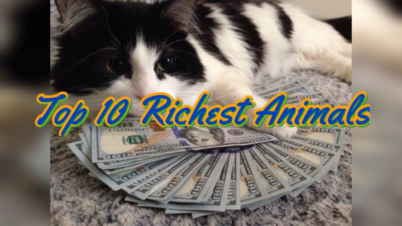 Top 10 Richest Animals - YouTube