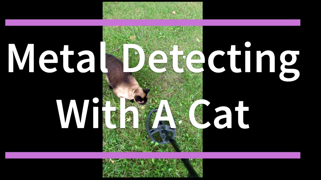 Metal Detecting With A Cat #cats #cat #metaldetecting #treasurehunting ...