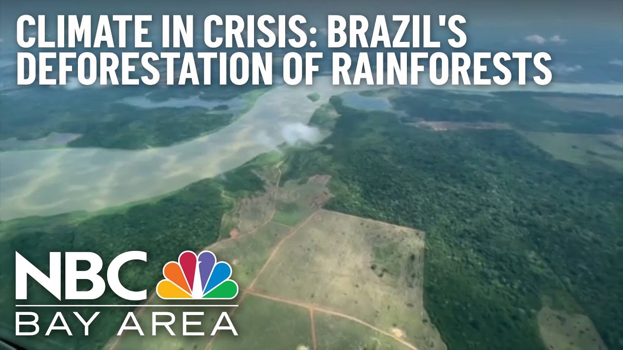 Deforestation of Amazon Rainforests Surges to Record Level - YouTube