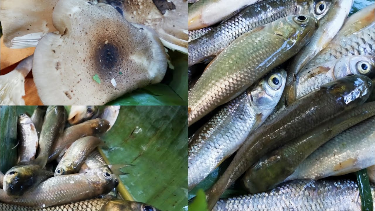 Traditional||Net fishing At Pond||Must watch 🙏#shani ckg - YouTube