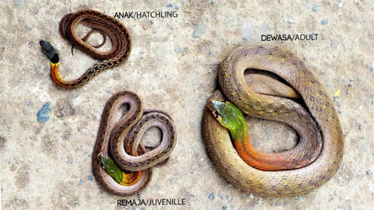 Kenapa dinamakan ular picung?? fakta menarik ular picung yang jarang ...