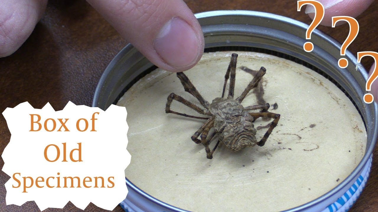 Sorting a Box of Old Specimens - YouTube