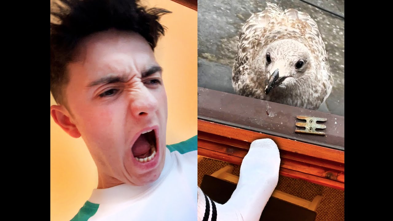 My Baby Seagull Bites My Foot!! - YouTube