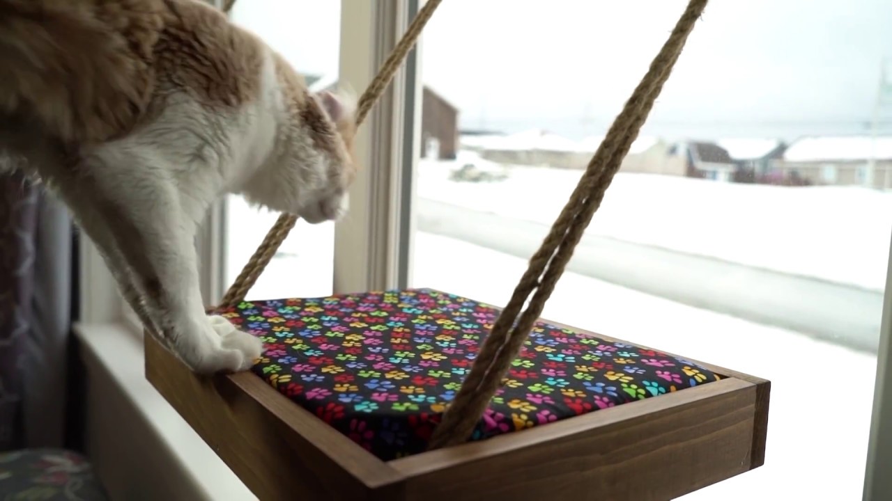 Purr-fect view: Window seats for cats - YouTube