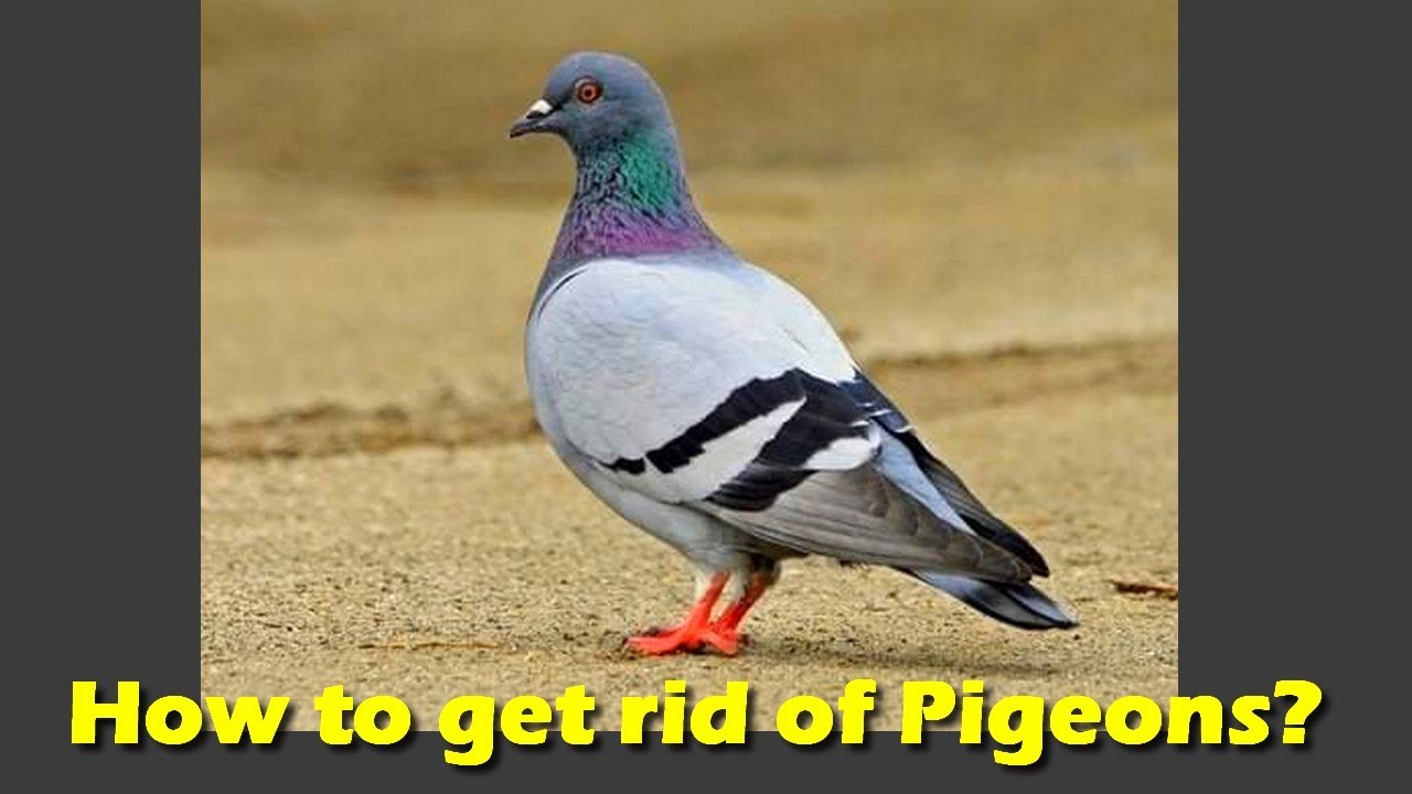 Easy way to get rid of Pigeons from balconies I How to get rid of ...