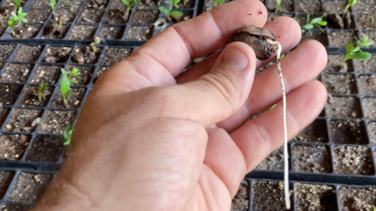 Germinando semillas de argán - YouTube