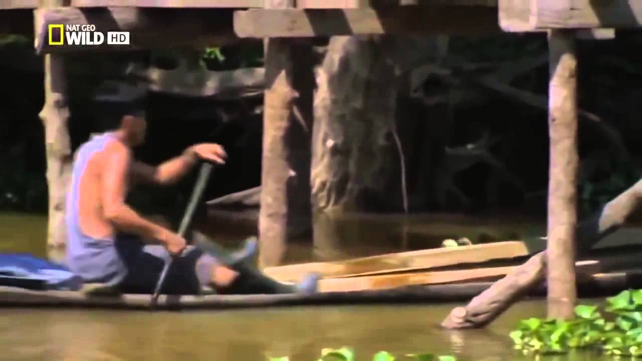 Animal Planet | Discovery Channel | Wild Life Animals Documentary 2015 ...