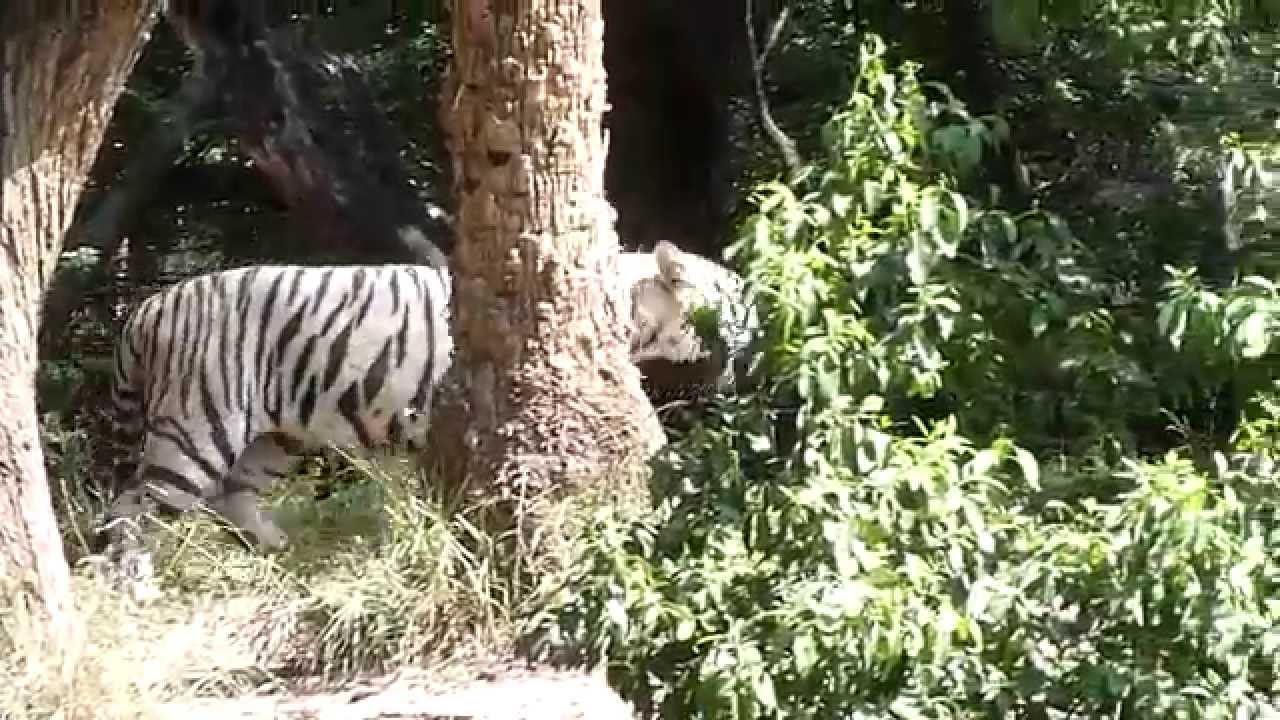 White Tiger Spotted - YouTube