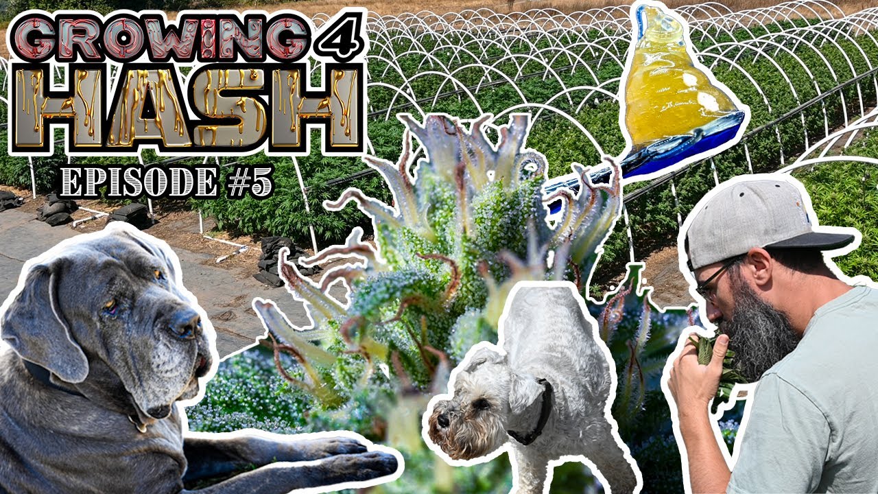Growing For Hash: Episode #5. 2023 #420 #710 #hream Repeated Cannabis ...