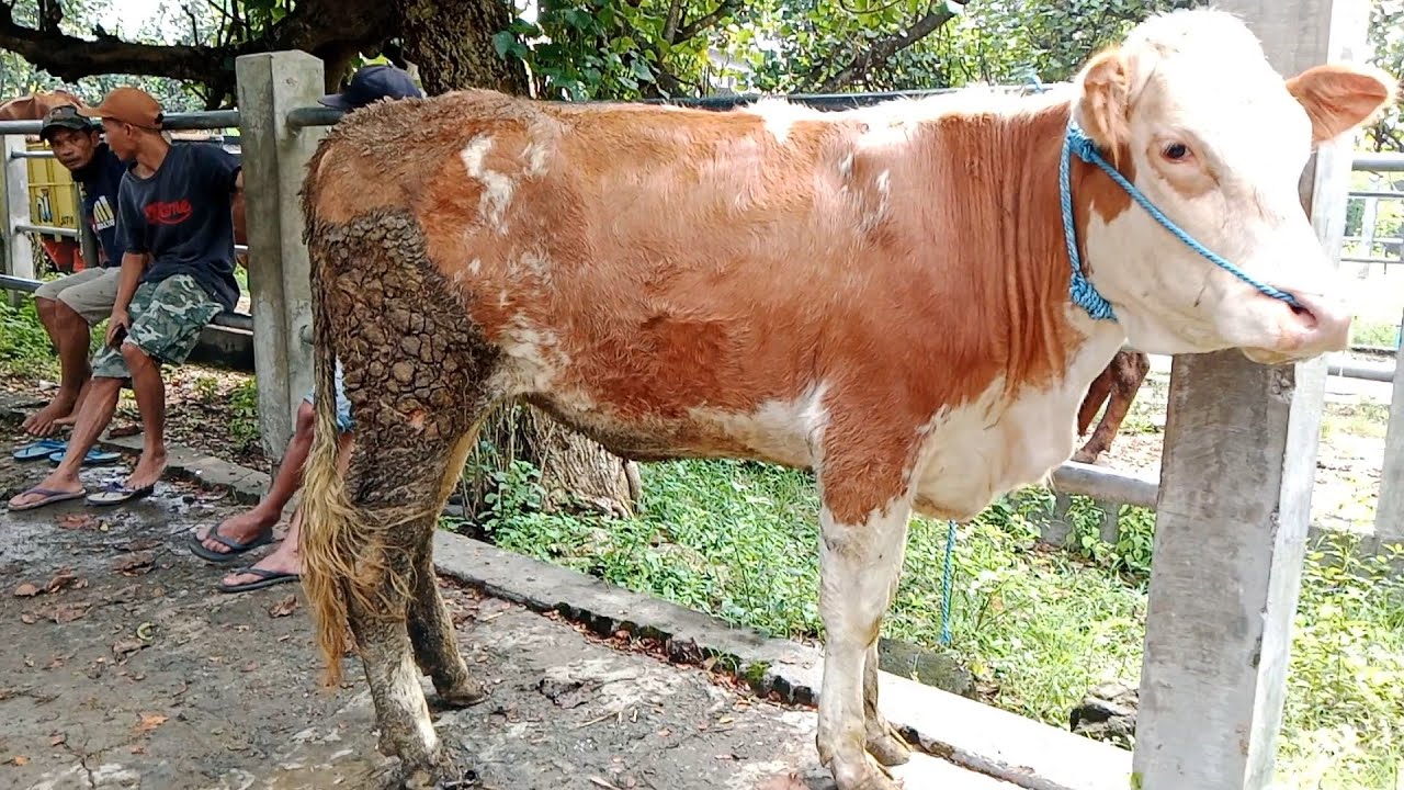 Breding Masuk Penggemukan Ok ‼️2 Ekor Sapi Indukan Jogrok Laku || Pasar ...
