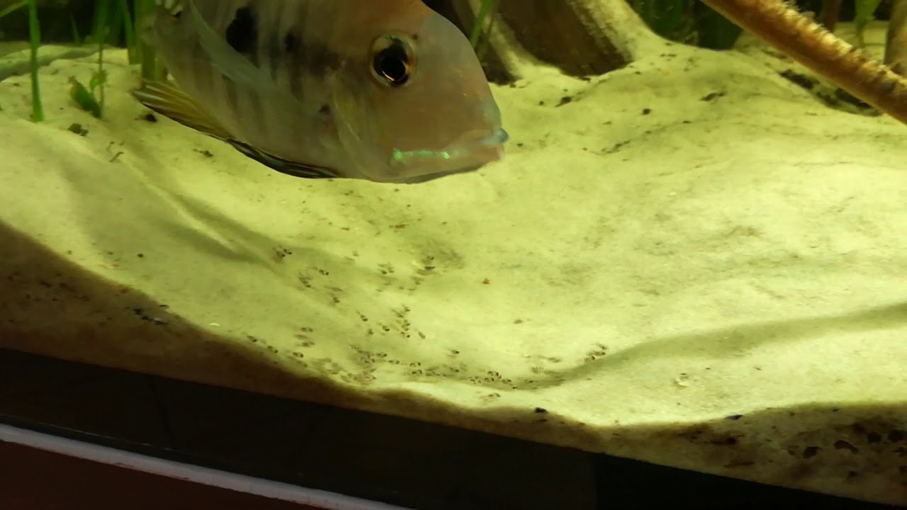Geophagus red head tapajos baby fish - YouTube