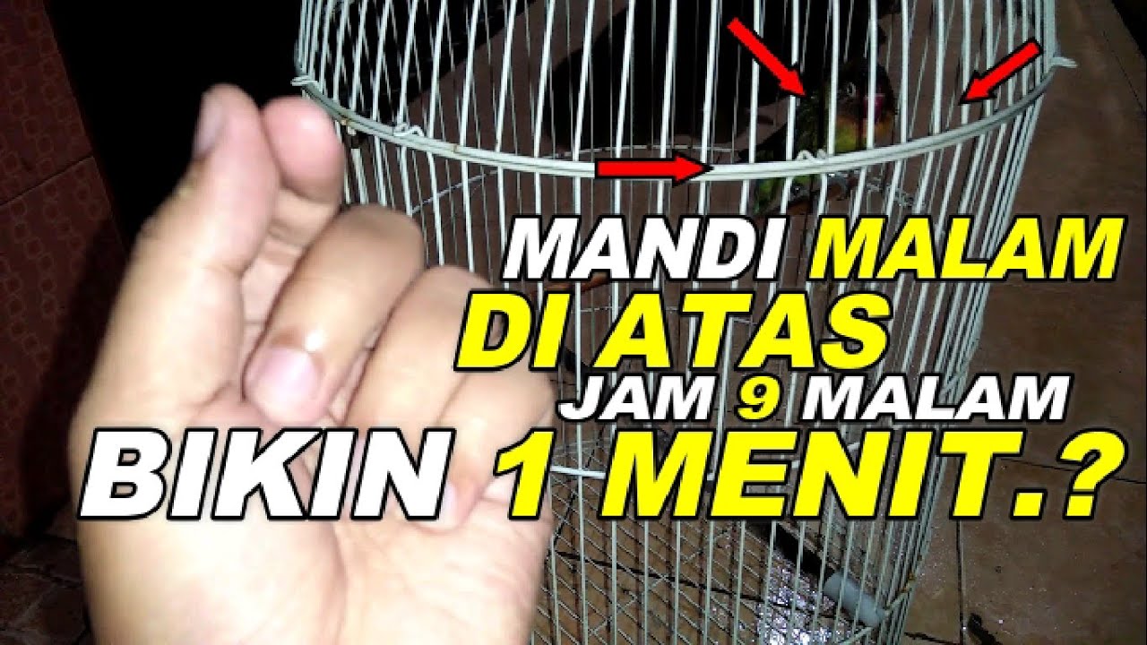 mandi-malam-di-atas-jam-9-malam-lovebird-betina-fighter-bikin-1-menit