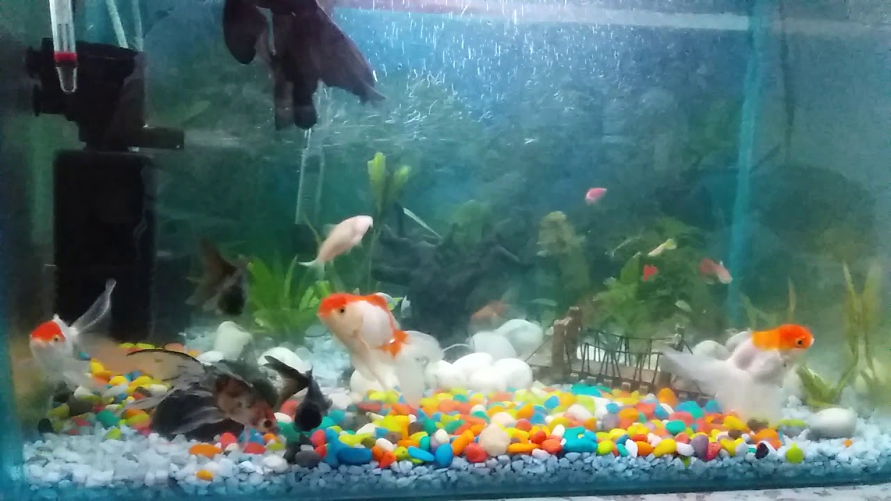 My 2 feet (24"×15"×15") Aquarium And 6"×7" Betta (Fighter) Aquarium ...