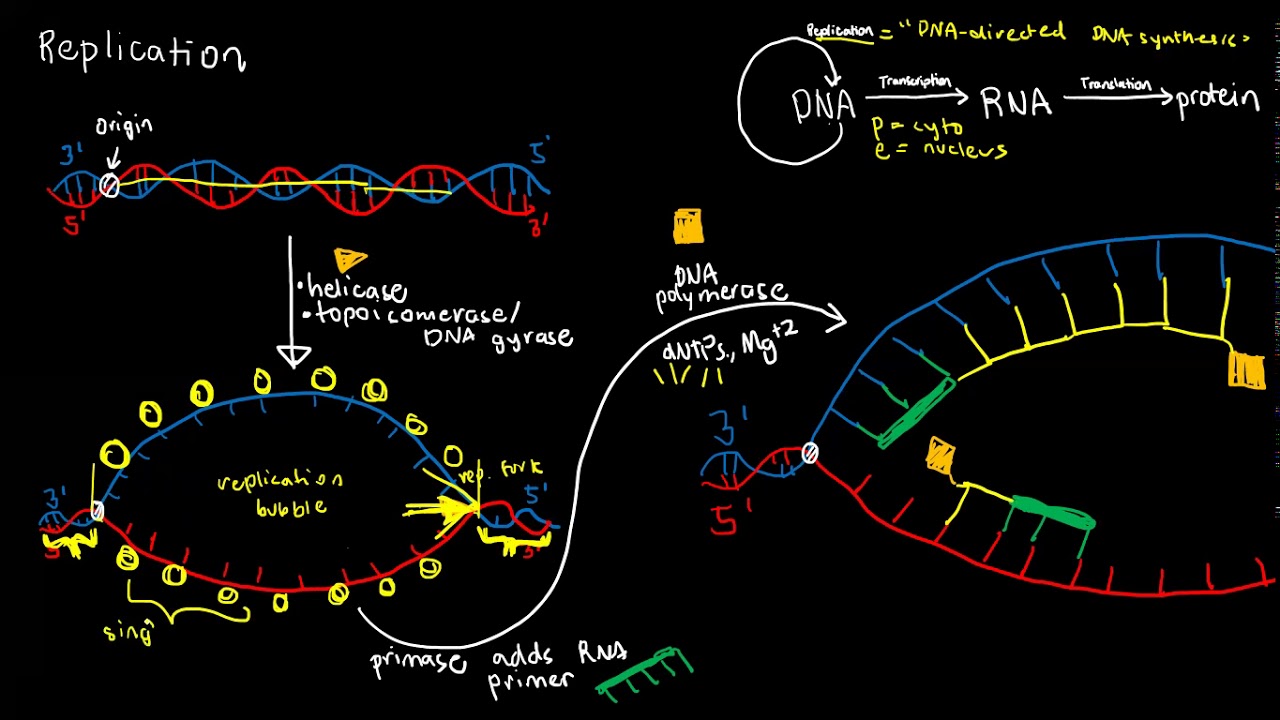 BIOCHEM 28 - Replication (DNA Synthesis) - YouTube