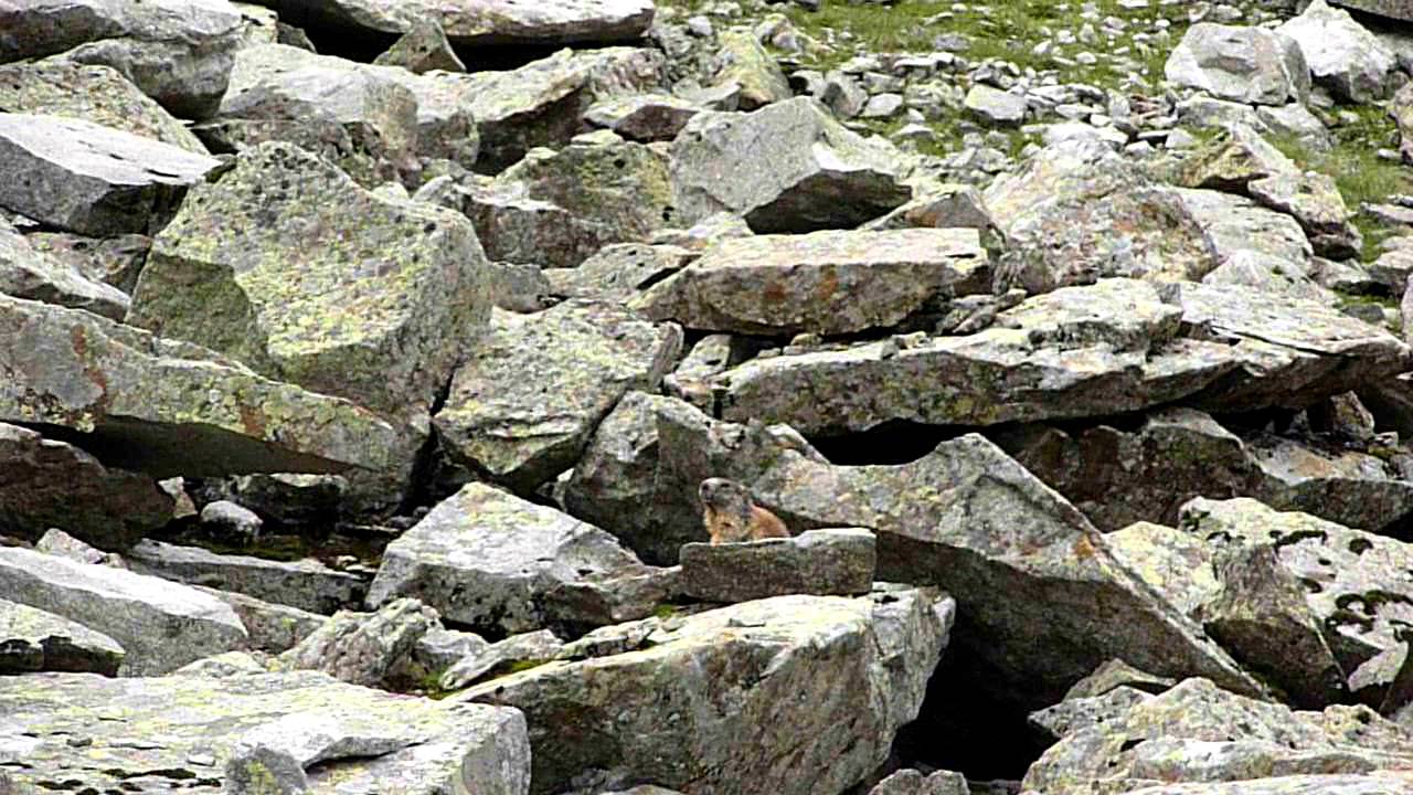 Una marmotta lungo la Via Arthur Hartdegen (Arthur-Hartdegen-Weg) - YouTube