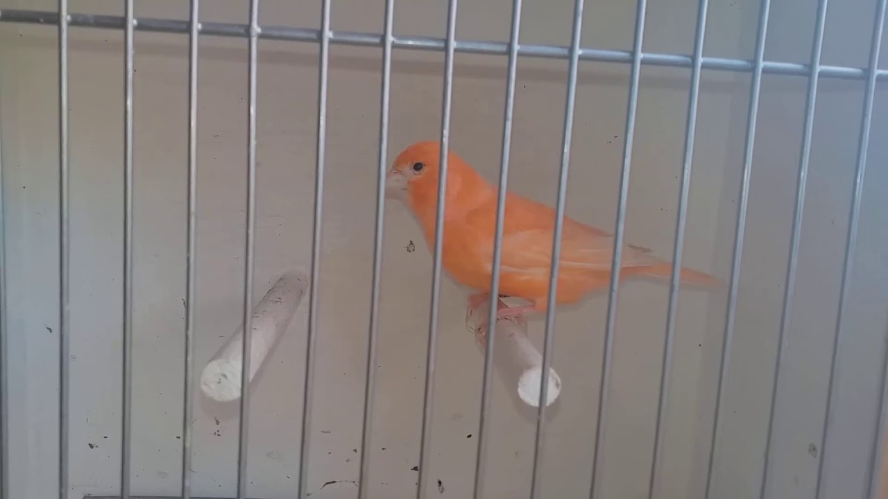 FEMELLE CANARIS 2019 - YouTube