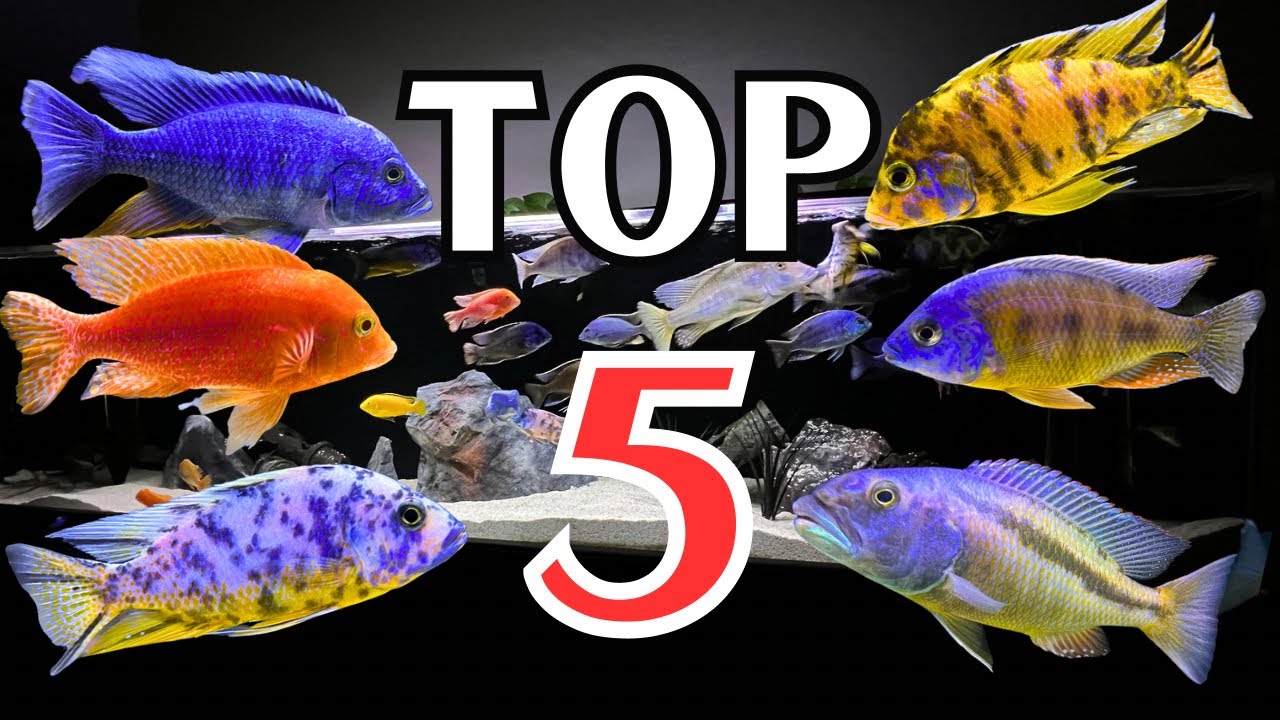 AFRICAN Cichlid Haps BEST of the BEST! - YouTube