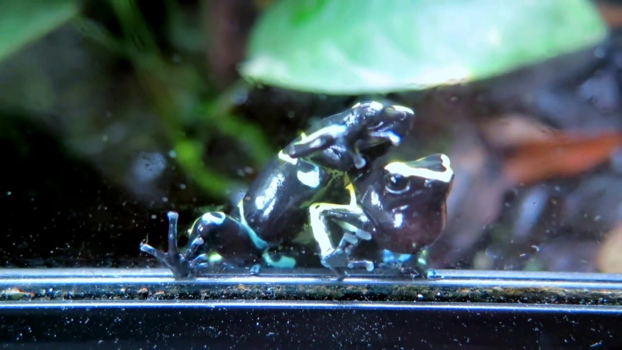 Blue Footed Leuc Courting.. - YouTube