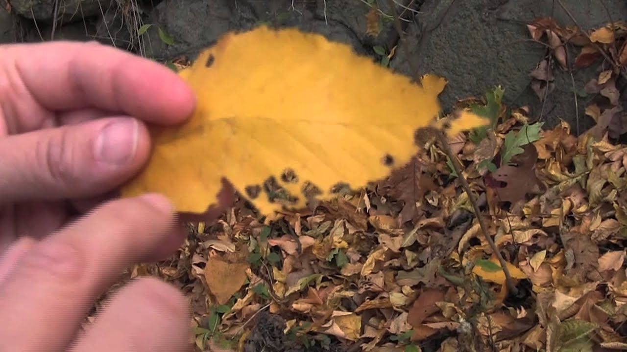 Transforming nature into art - YouTube
