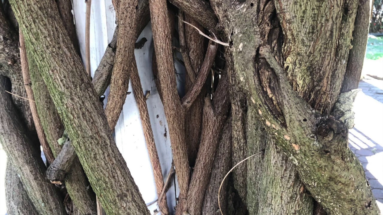 Sap of the Willow- 10 min meditation - YouTube