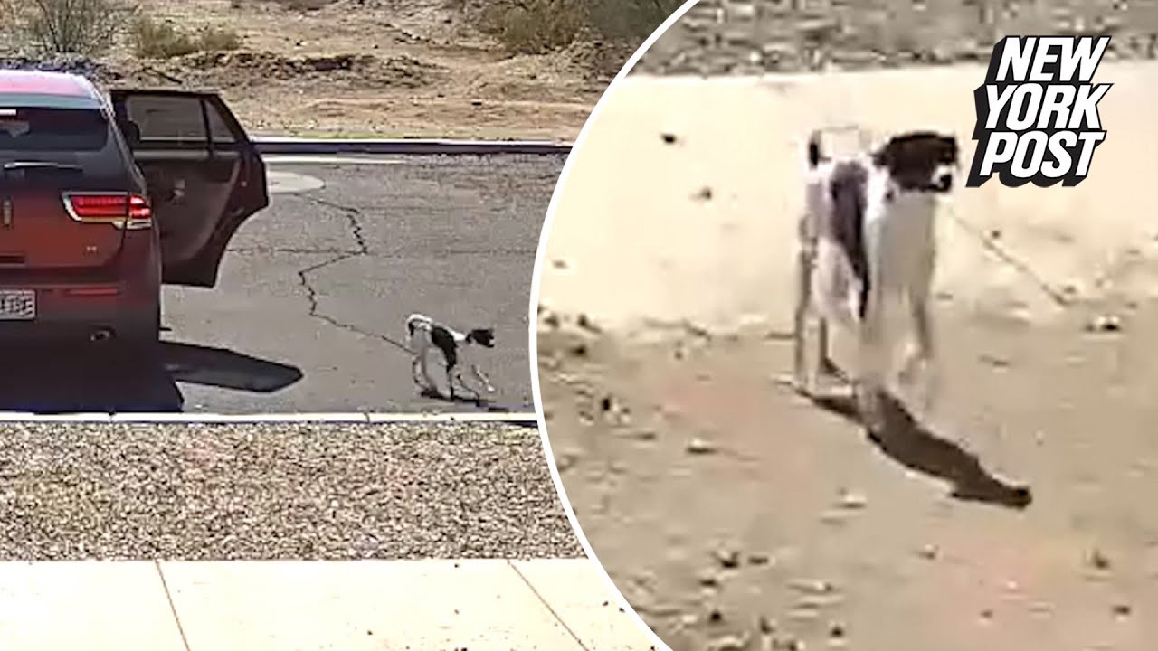 Video shows driver abandon dog in Arizona desert - YouTube