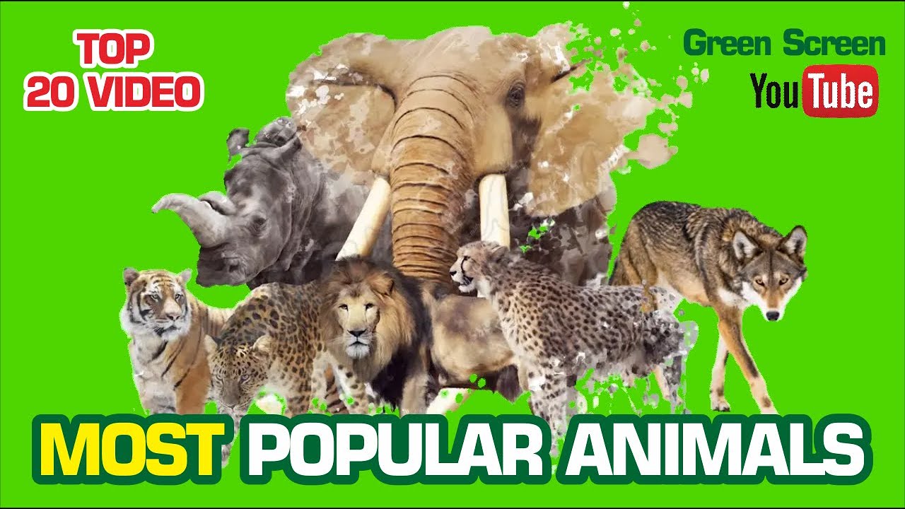 MOST POPULAR 21 GREENSCREEN ANIMALS FOR EDITS - YouTube