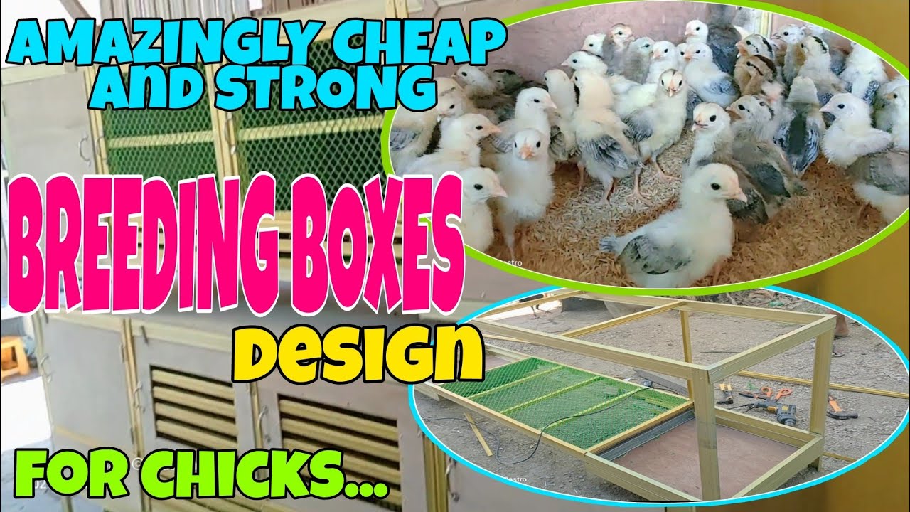 HOW TO MAKE CHEAP AND AMAZING BREEDING BOX DESIGN FOR CHICKENS... - YouTube