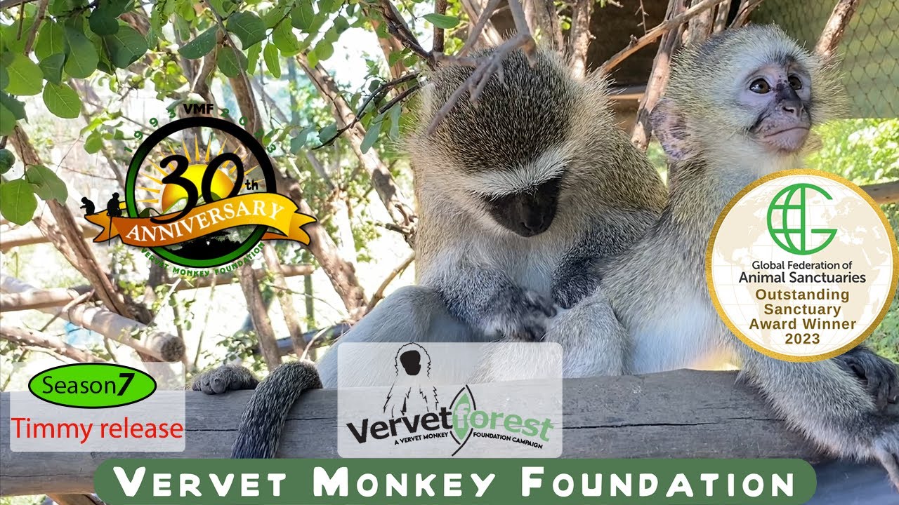 Timmy the rather large baby monkey orphan needs to find a home quickly ...